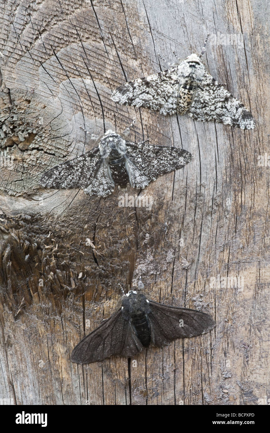 Peppered Moth Biston betularia & Biston betularia carbonaria at rest ...