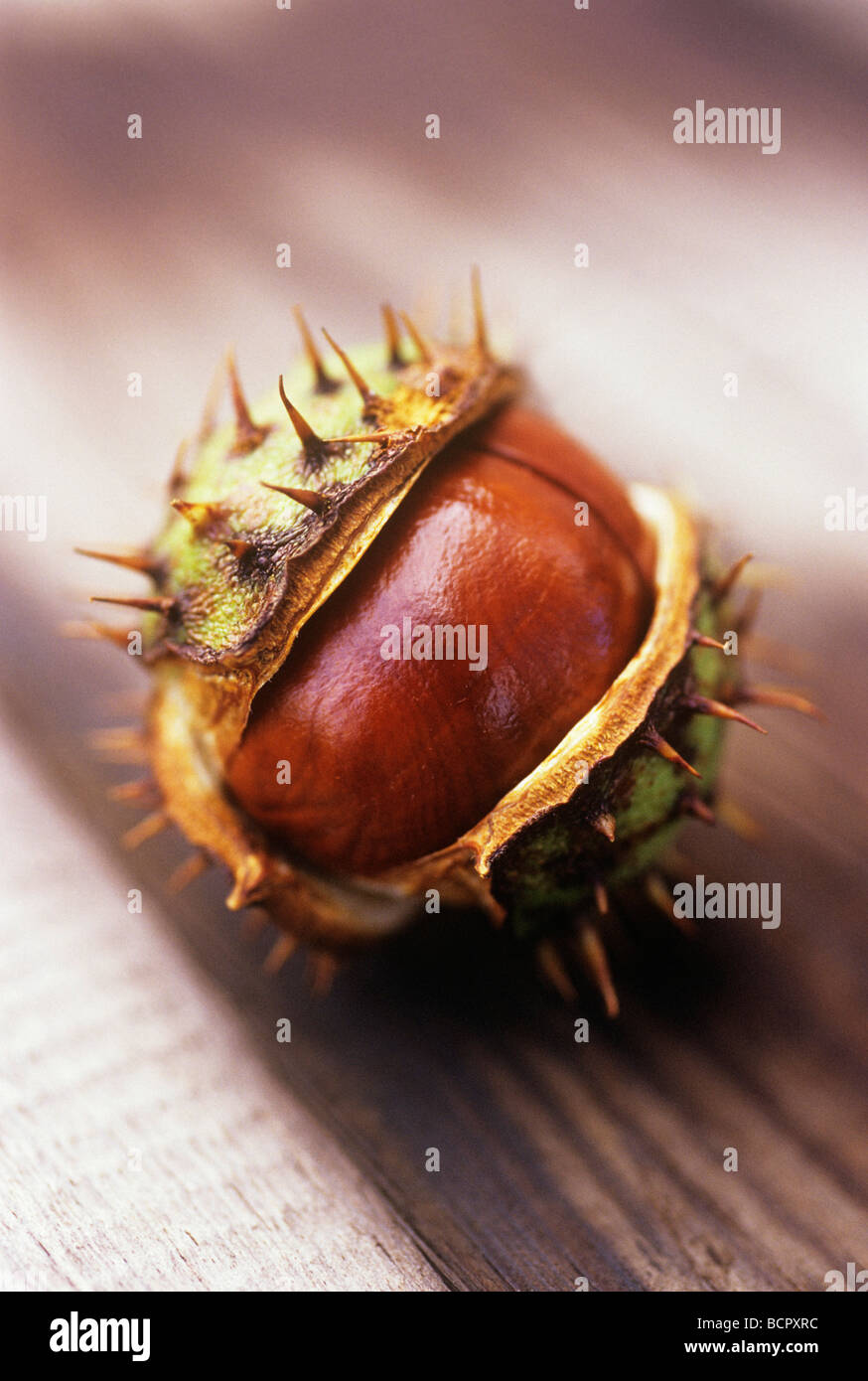 Aesculus hippocastanum Horse chestnut / conker Stock Photo - Alamy