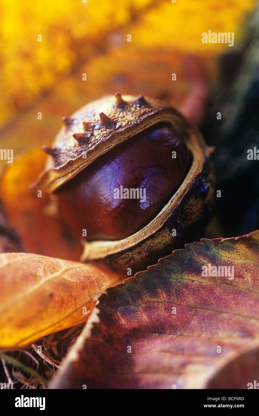 Aesculus hippocastanum Horse chestnut / conker Stock Photo - Alamy