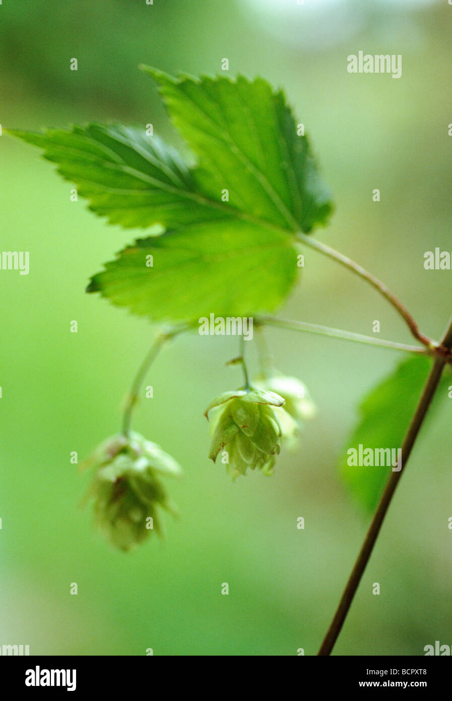 Humulus lupulus Hop Stock Photo - Alamy
