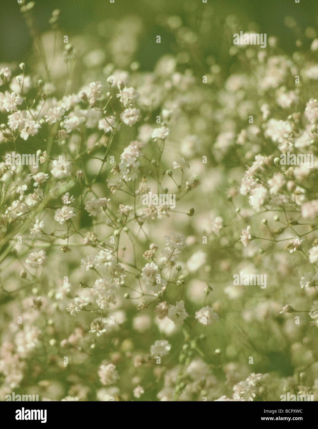 Gypsophila variety hi-res stock photography and images - Alamy