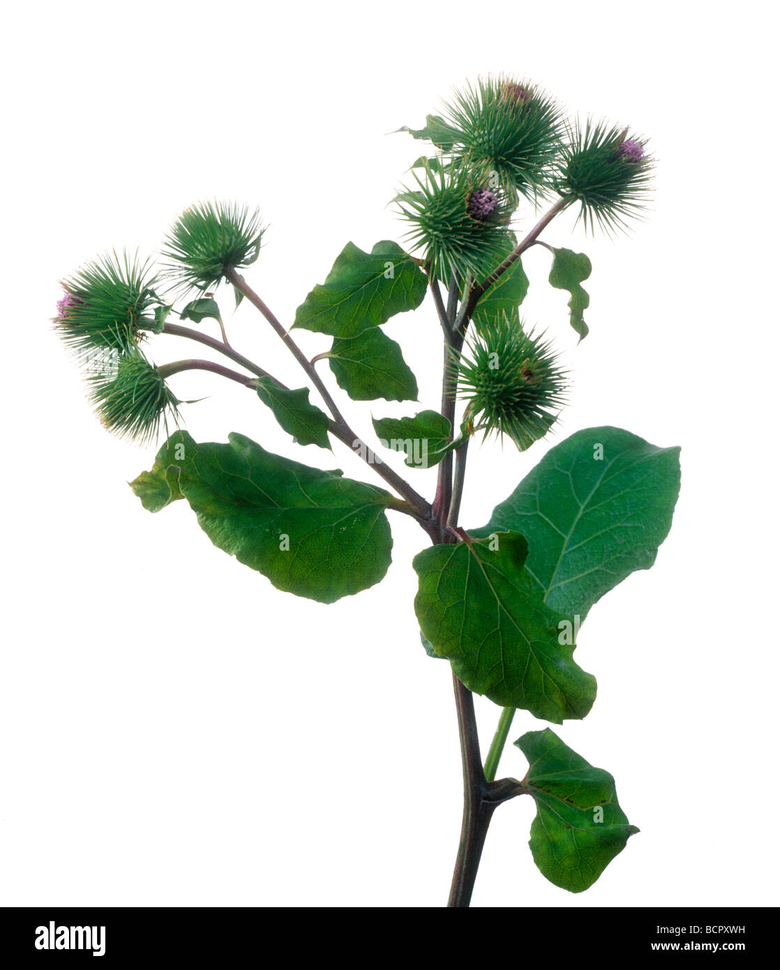 Arctium lappa Burdock Stock Photo - Alamy