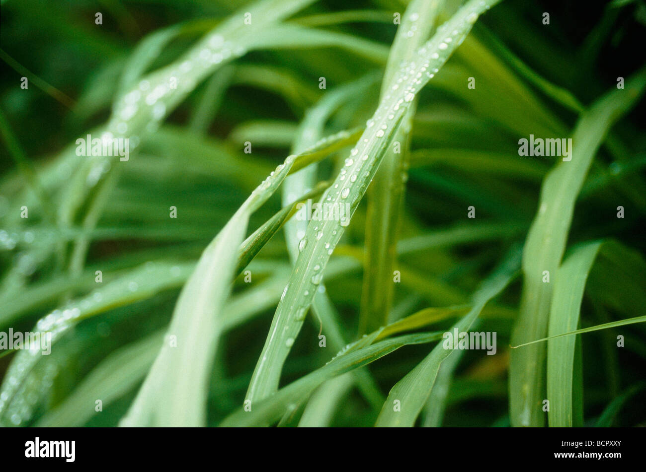 Cymbopogon citratus hi-res stock photography and images - Alamy