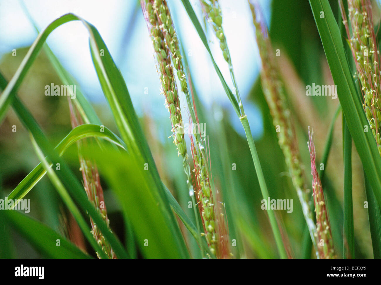 Oryza sativa Rice Stock Photo - Alamy
