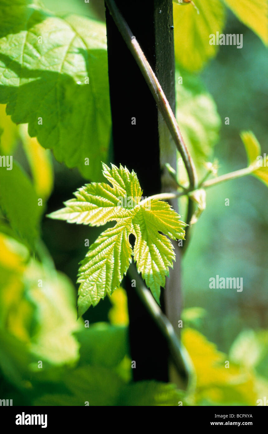 Humulus lupulus Hop Stock Photo - Alamy