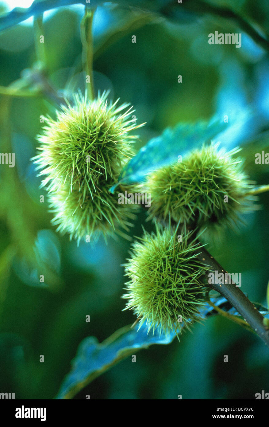 Chestnut shape hi-res stock photography and images - Alamy