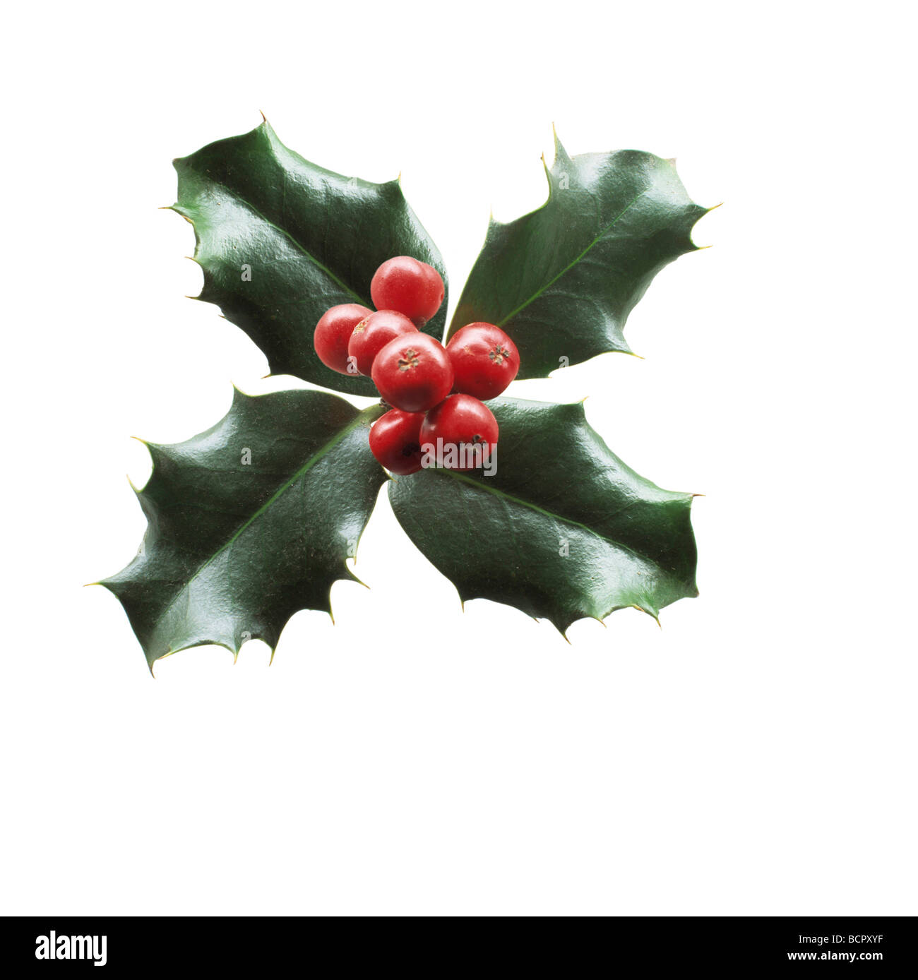 Holly water Cut Out Stock Images & Pictures - Alamy