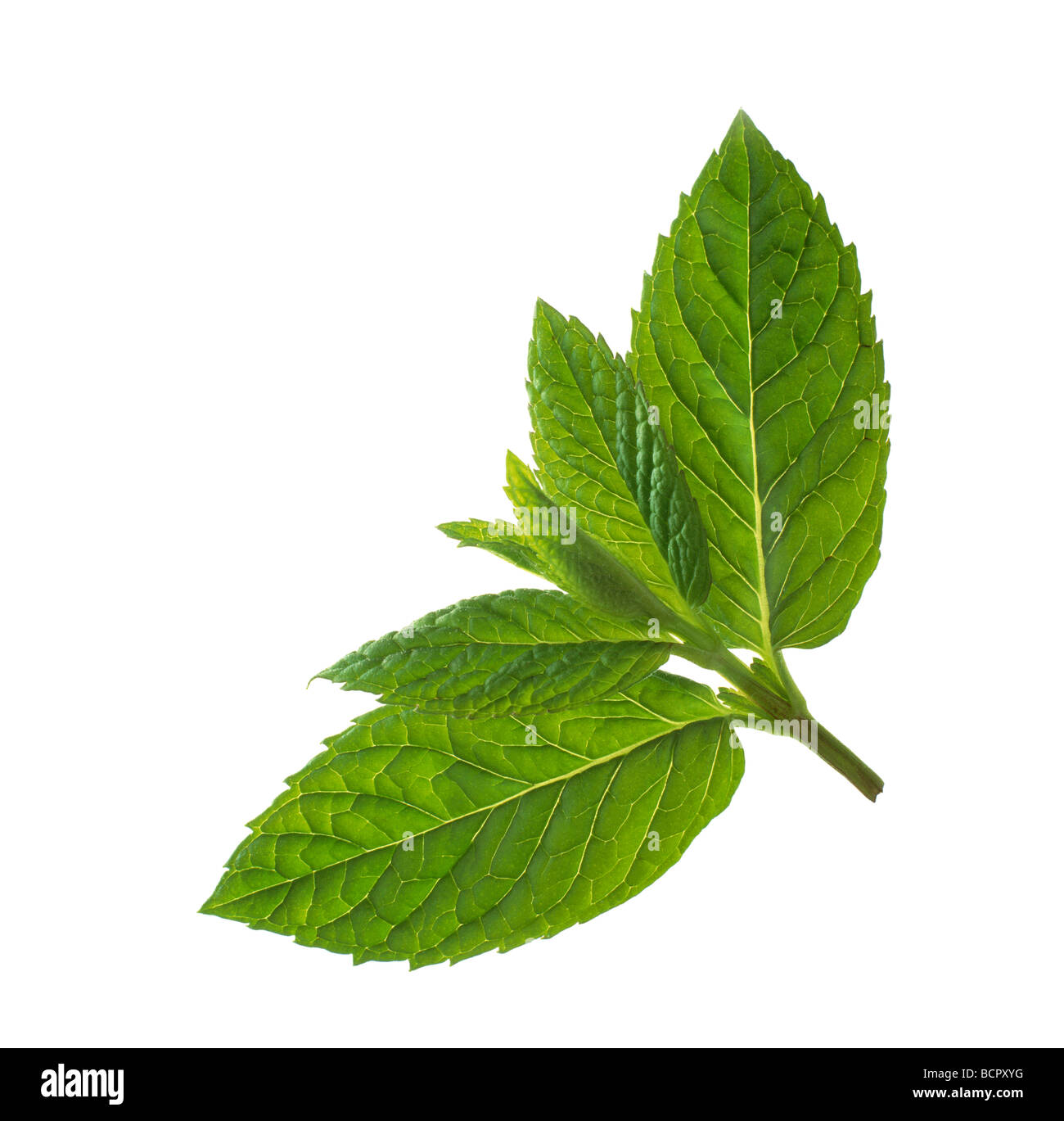 Mentha piperita Mint - Peppermint leaves on a cut stem against a white ...