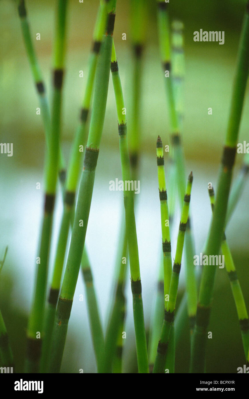 Equisetum fluviatile Horsetail - Water horsetail Stock Photo - Alamy