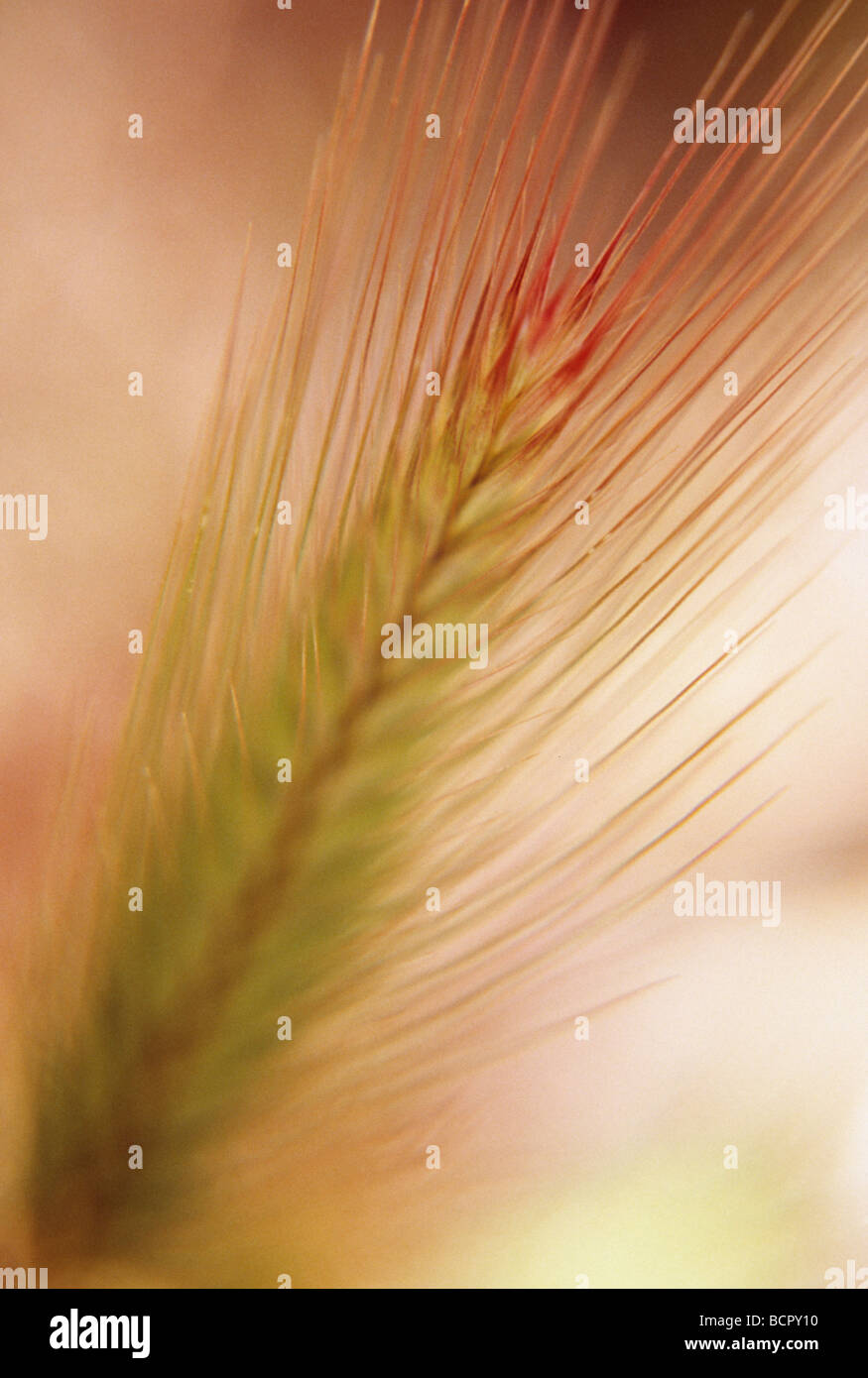 Hordeum murinum Wall barley Stock Photo - Alamy