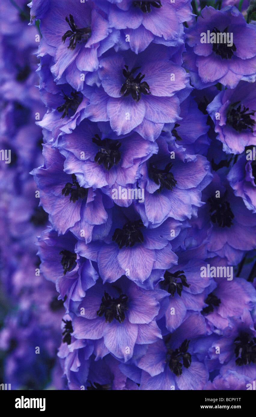 Delphinium 'Lord Butler' Delphinium Stock Photo - Alamy