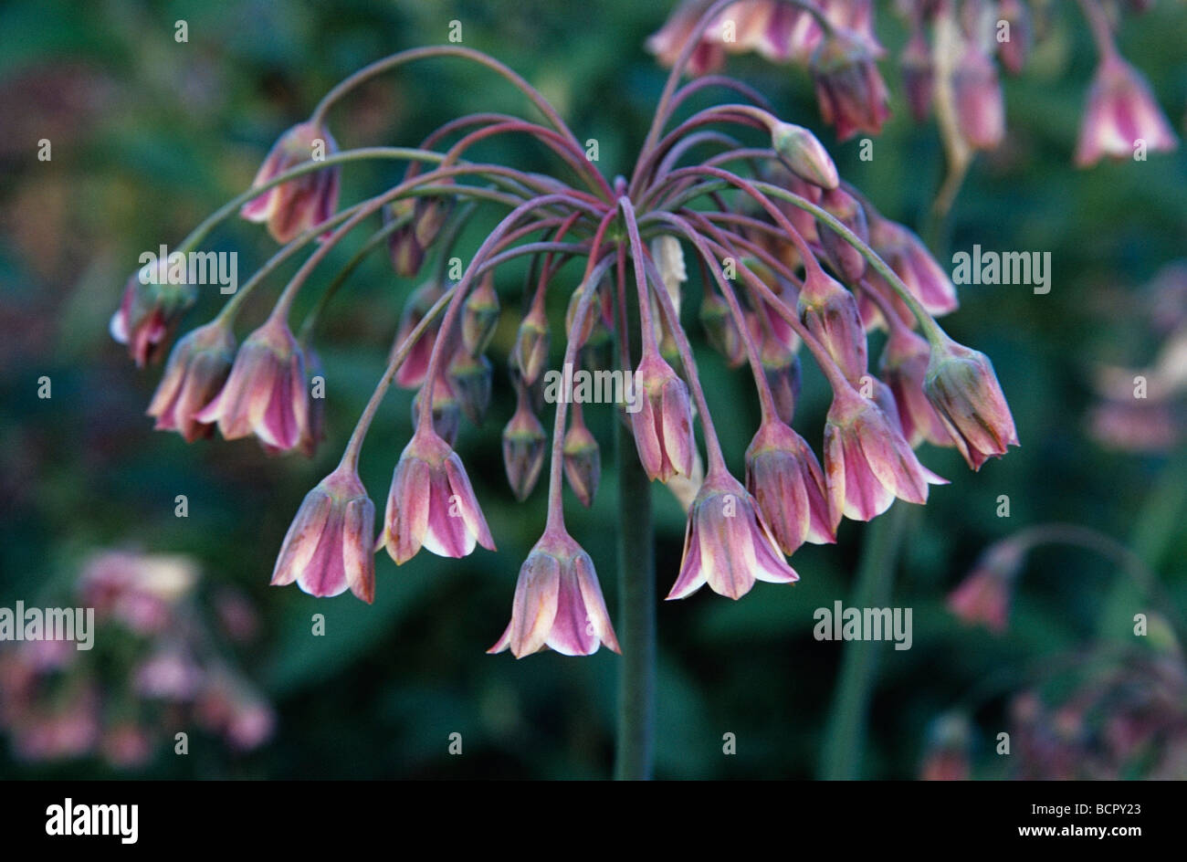 Nectaroscordum siculum bulgaricum Nectaroscordum Stock Photo - Alamy