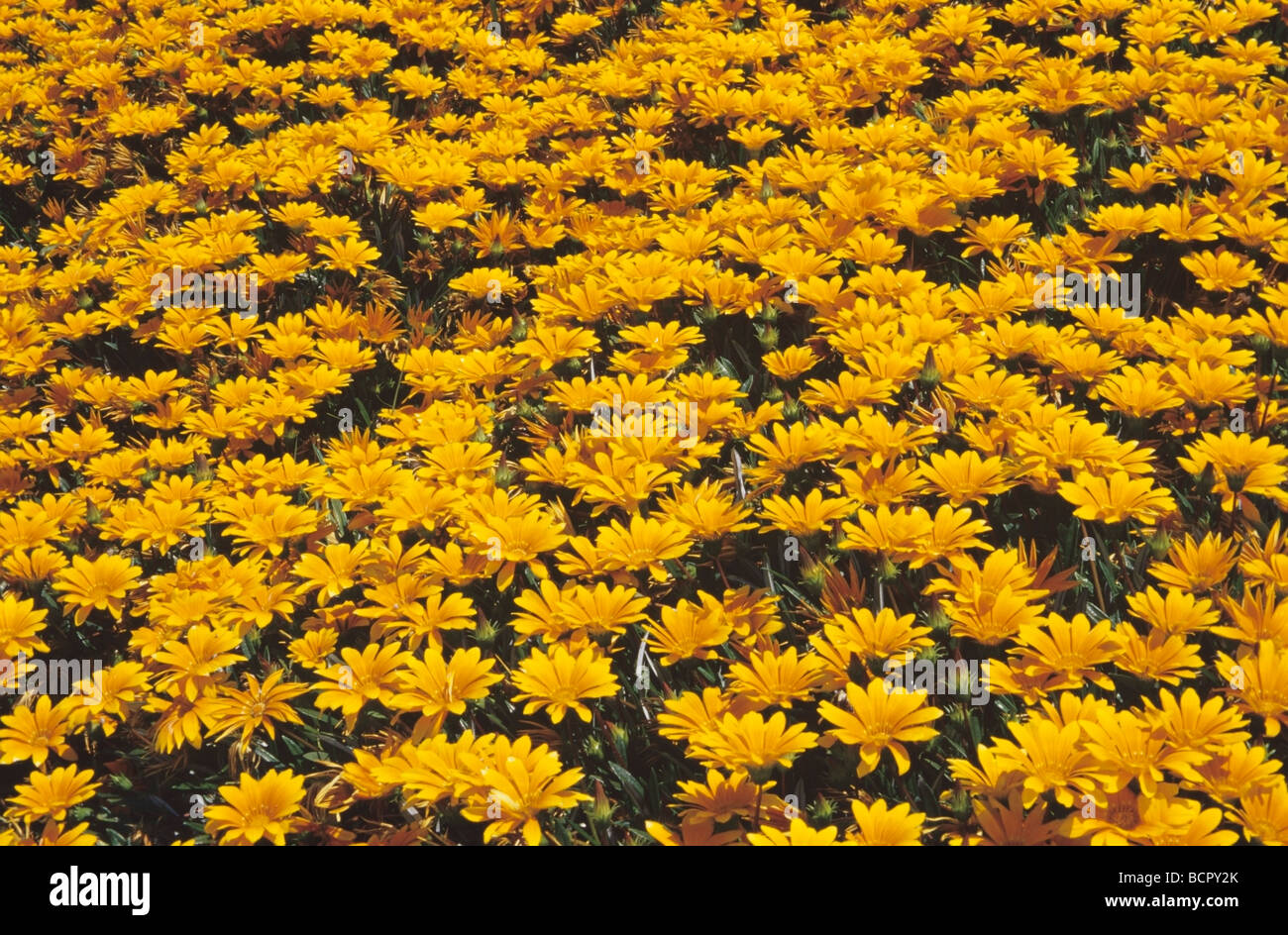 Gazania - variety not identified Gazania / Treasure flower Stock Photo ...