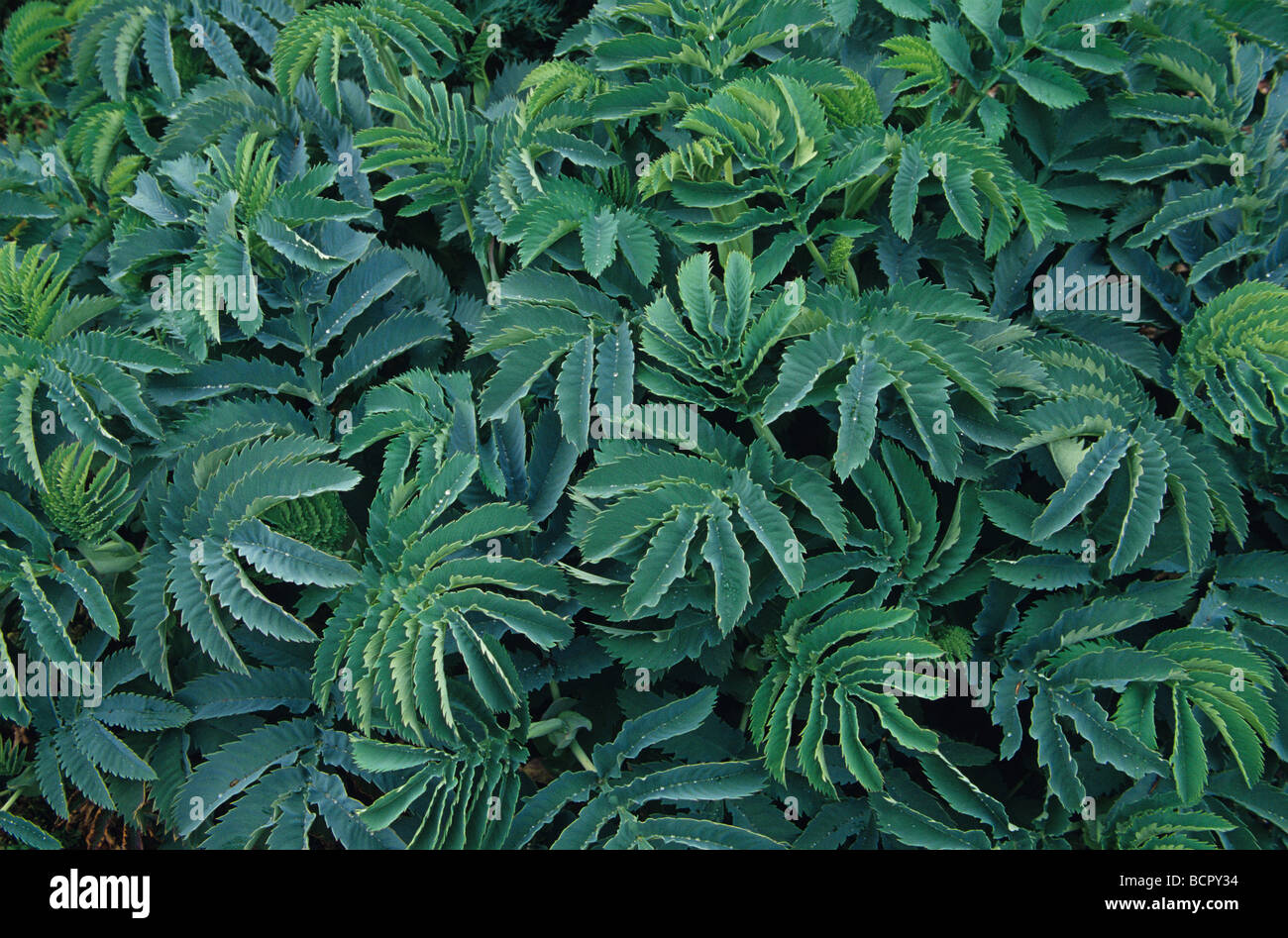 Melianthus major Honey bush Stock Photo - Alamy