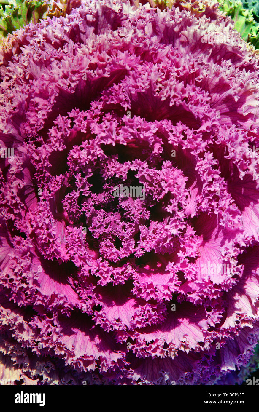 Brassica oleracea acephala Kale Stock Photo - Alamy