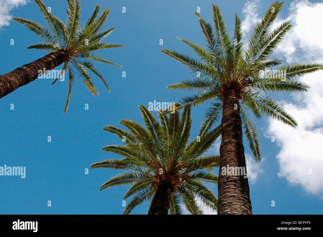 Phoenix - variety not identified Palm - Date palm Stock Photo - Alamy