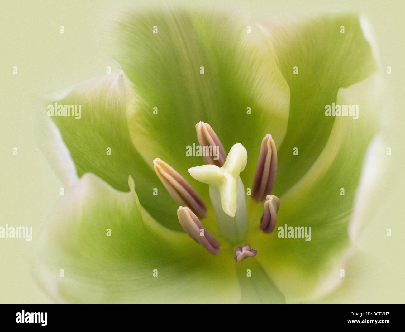 Spring green tulip hi-res stock photography and images - Alamy