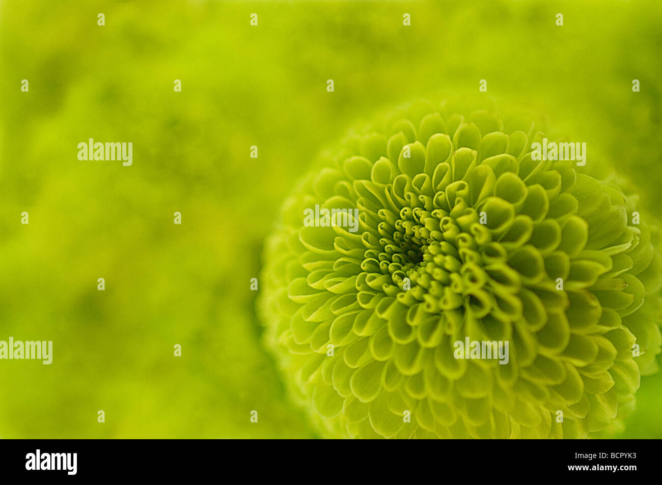 Chrysanthemum Kermit