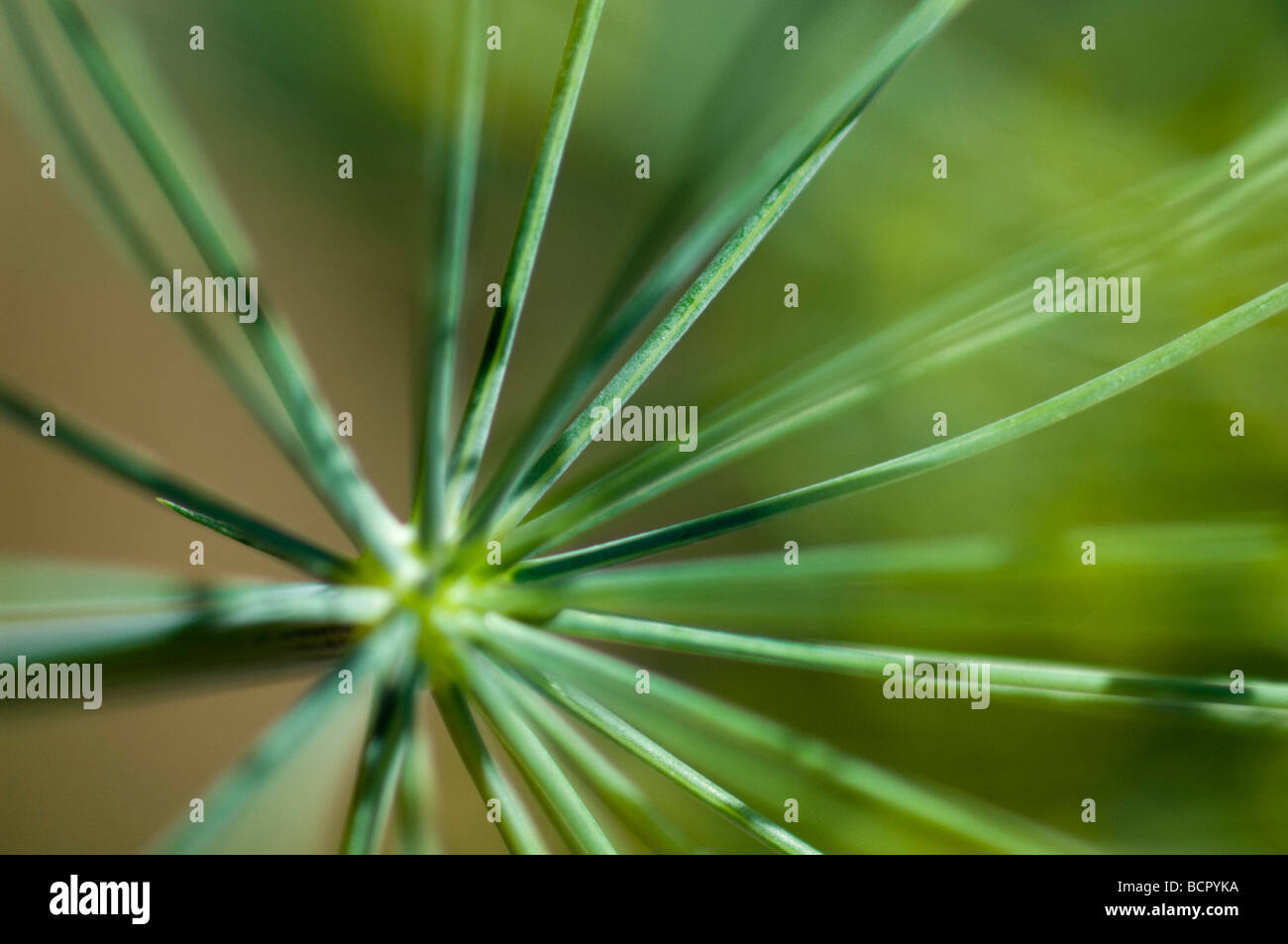 Foeniculum vulgare Fennel Stock Photo - Alamy