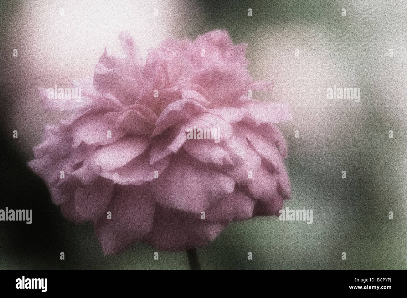 Rosa ‘Mayflower’ Rose Stock Photo - Alamy