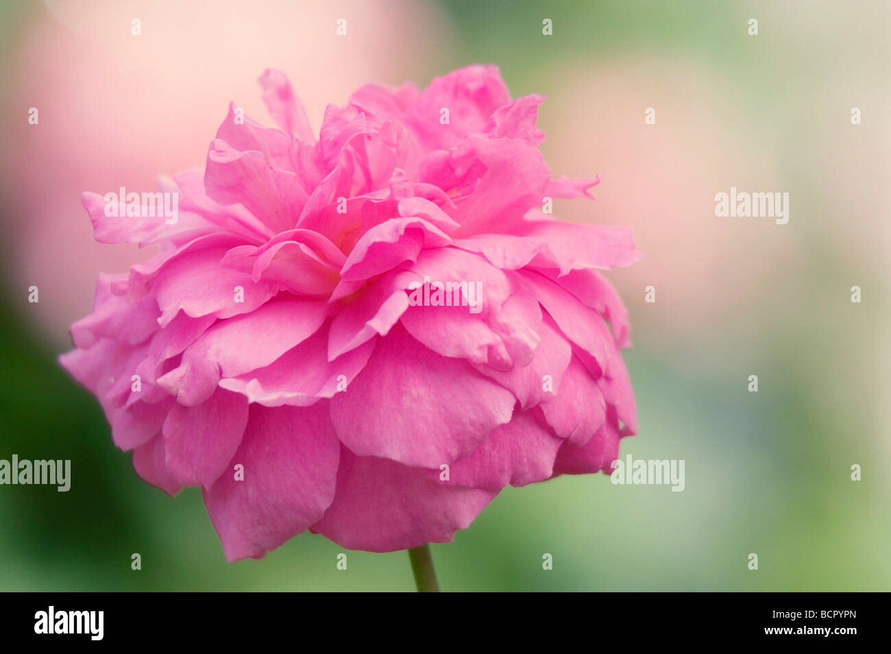 Pink Mayflower Flower