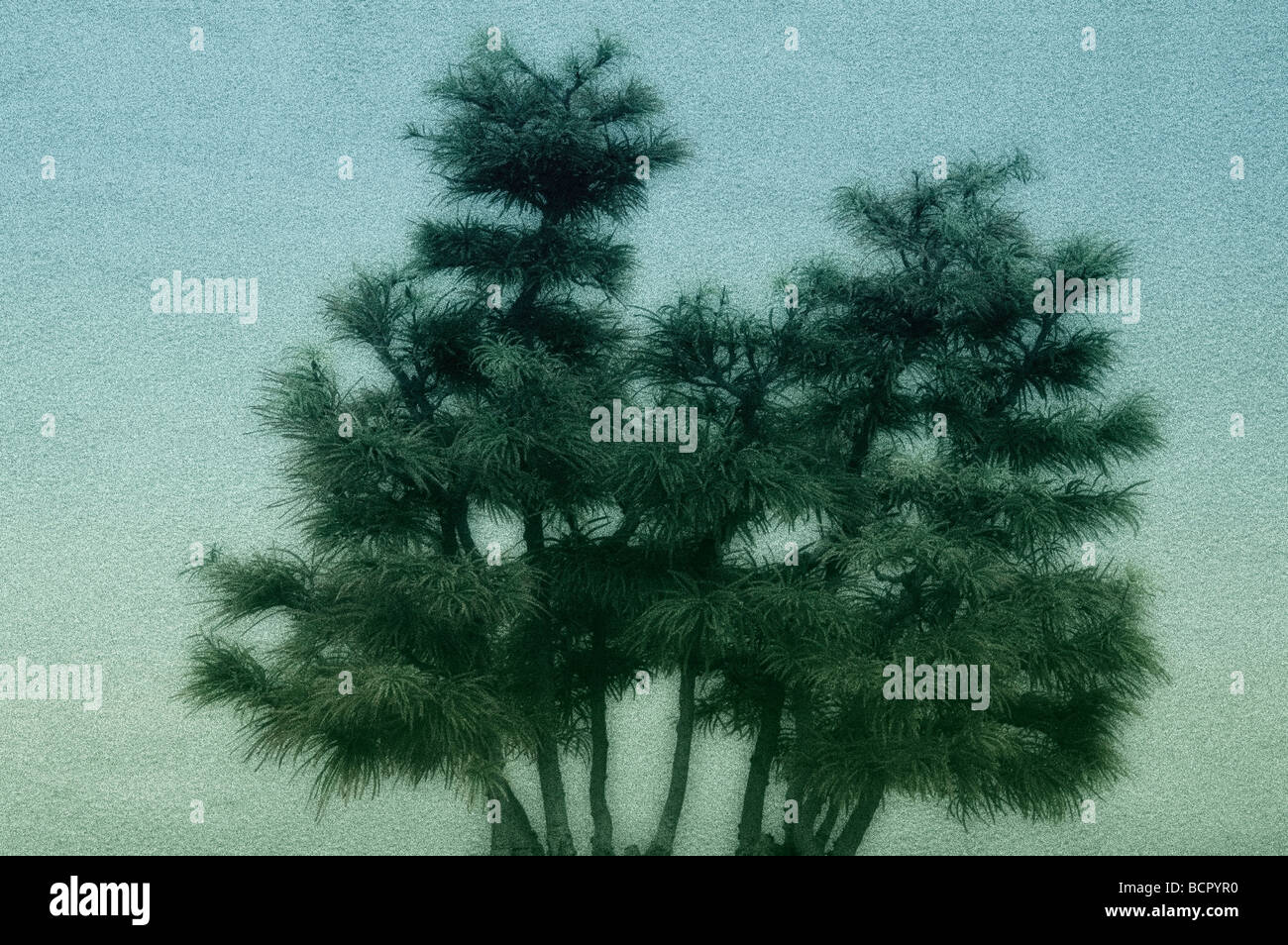 variety not identified Variety not identified Stock Photo - Alamy