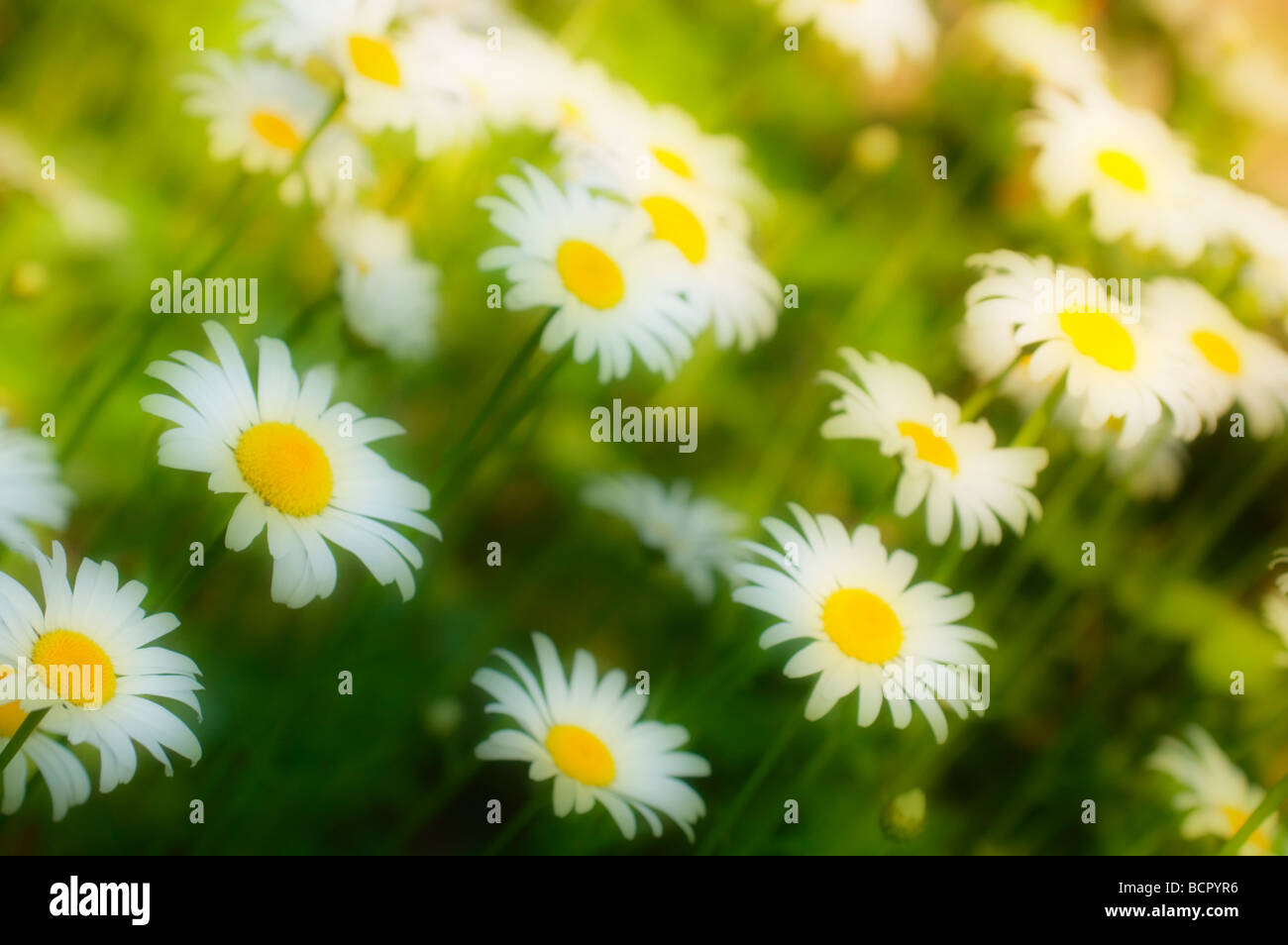 Bellis perennis Daisy - Lawn daisy Stock Photo - Alamy