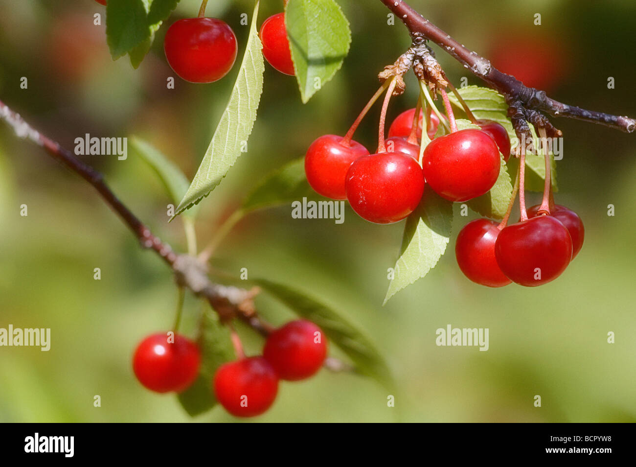 Prunus cerasus Cherry Stock Photo - Alamy
