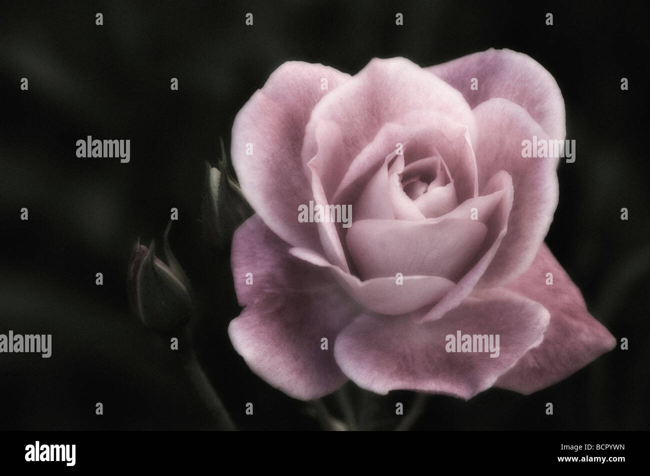 Rosa ‘Pink iceberg’ Rose Stock Photo - Alamy