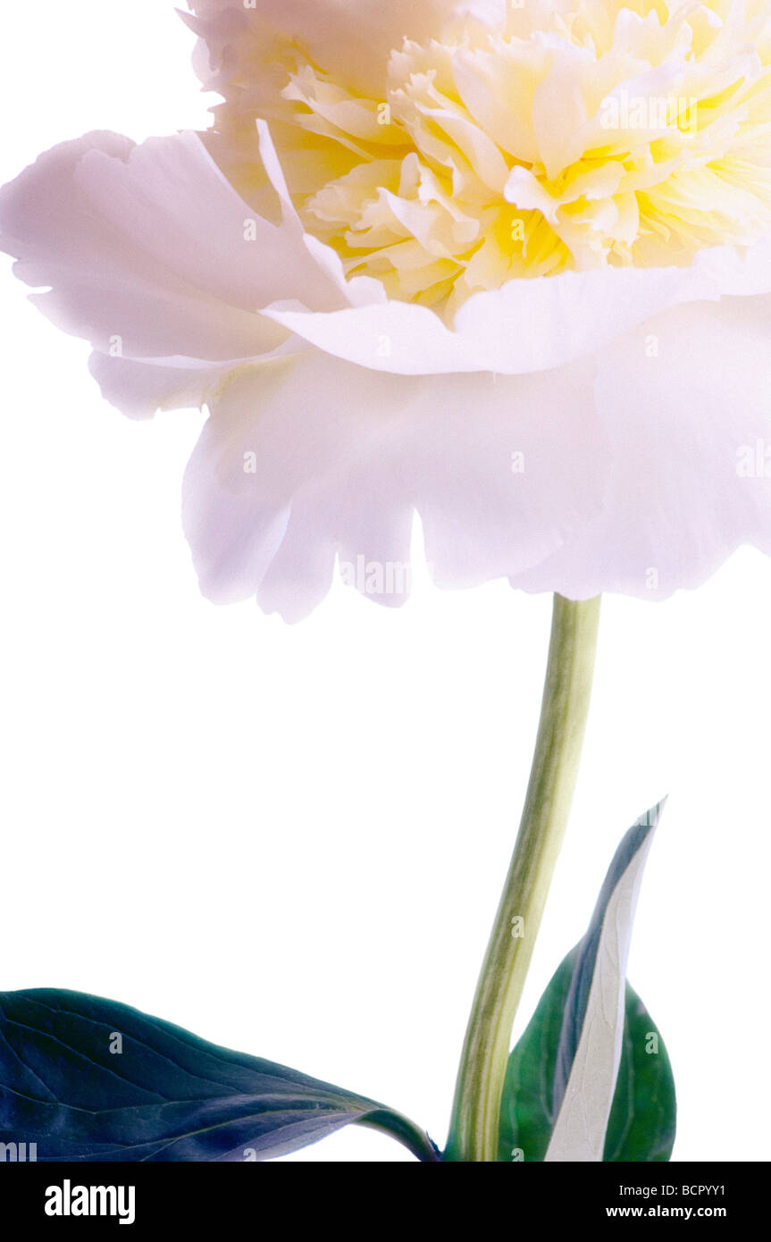 Peony side view hi-res stock photography and images - Alamy