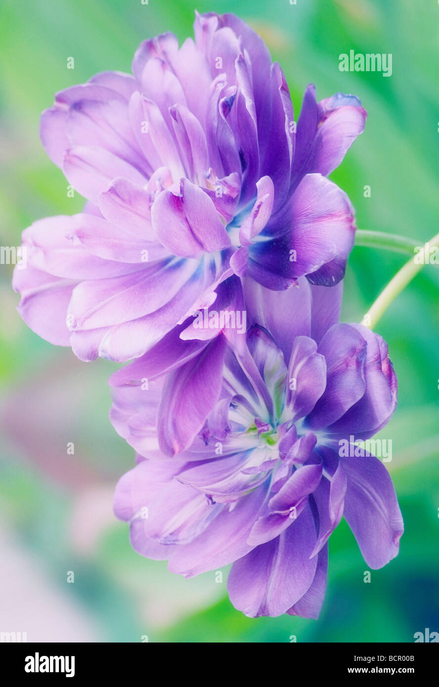 Tulipa blue spectacle hi-res stock photography and images - Alamy