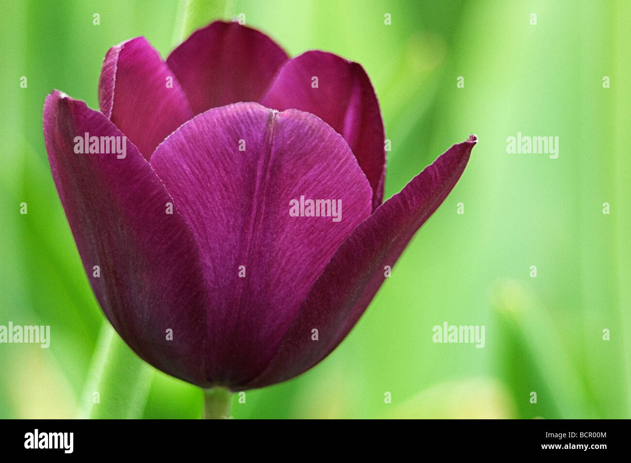 Tulipa ‘Negrita’, Tulip Stock Photo - Alamy