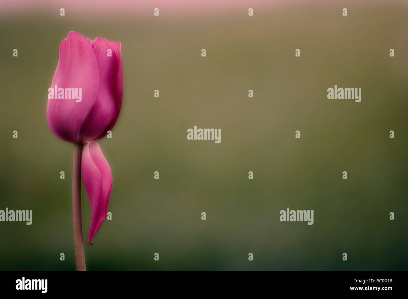 Weak flower hi-res stock photography and images - Alamy