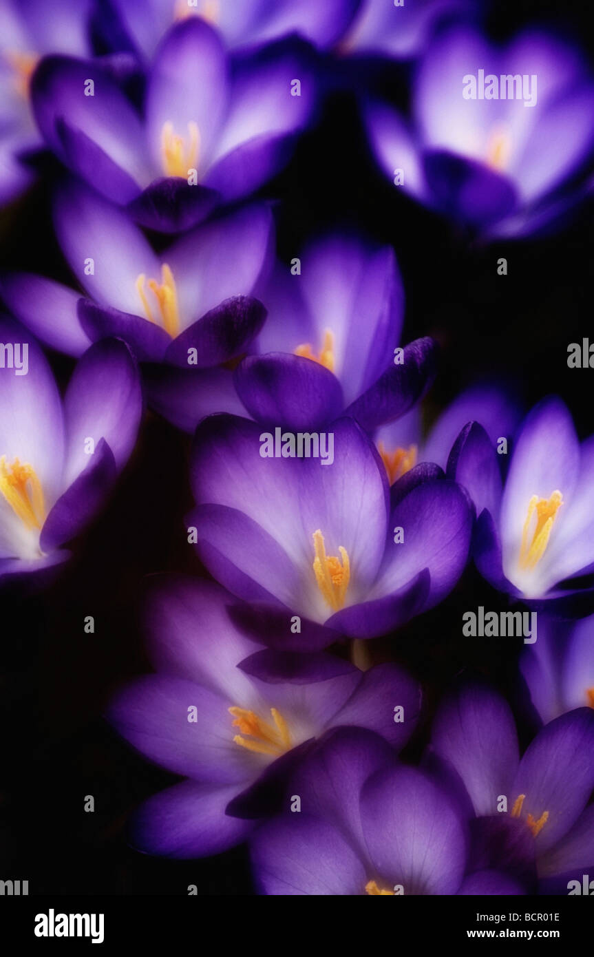 Crocus vernus, Crocus Stock Photo - Alamy