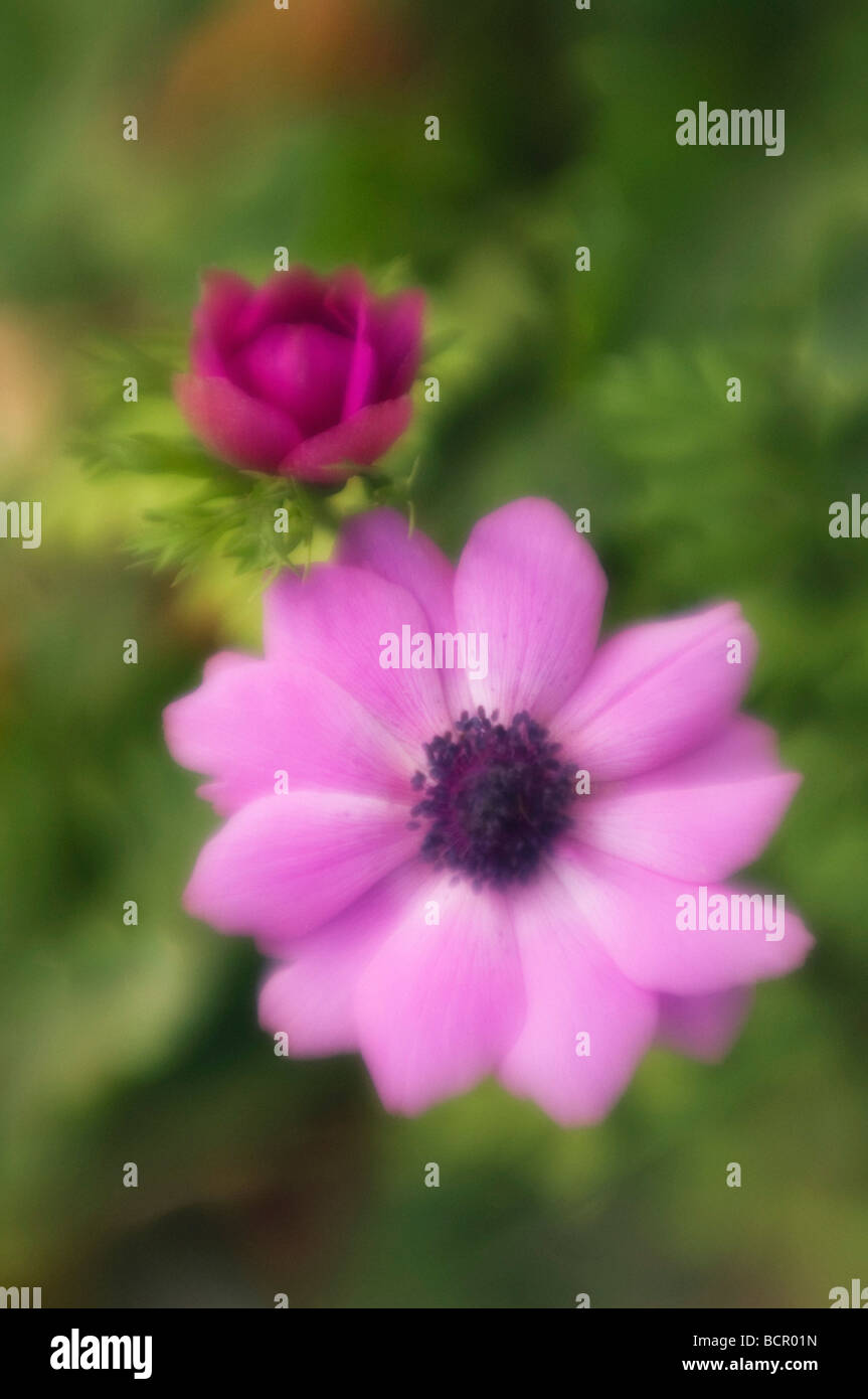 Corn anemone hi-res stock photography and images - Alamy