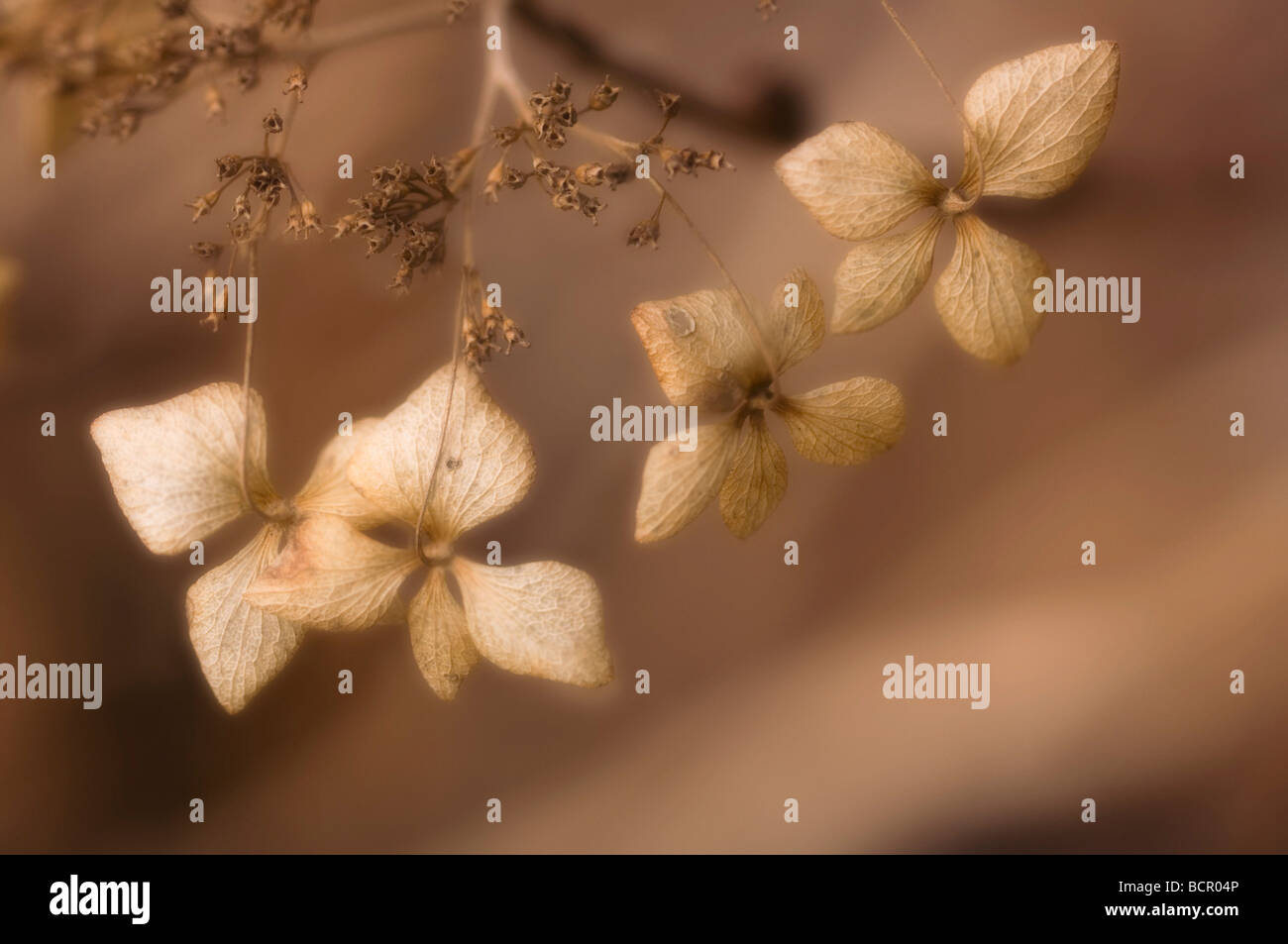 Hydrangea scale hi-res stock photography and images - Alamy
