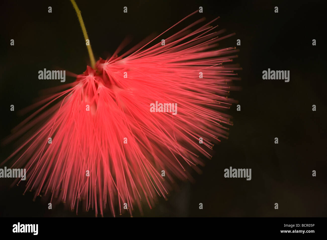 Powder Puff Tree High Resolution Stock Photography and Images - Alamy