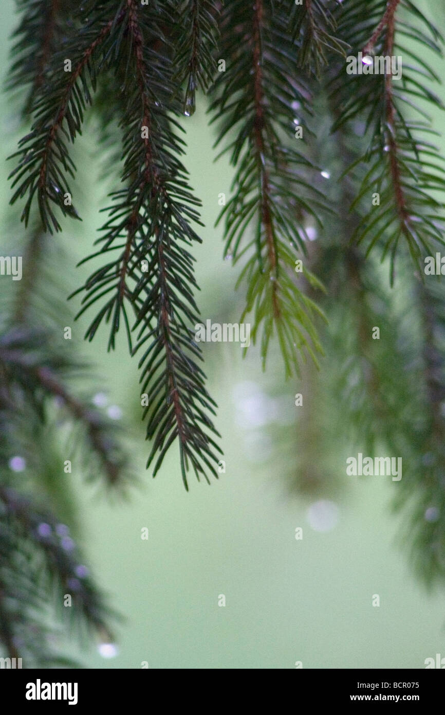Pinus / Picea Pine / Fir / Spruce - variety not identified Stock Photo ...