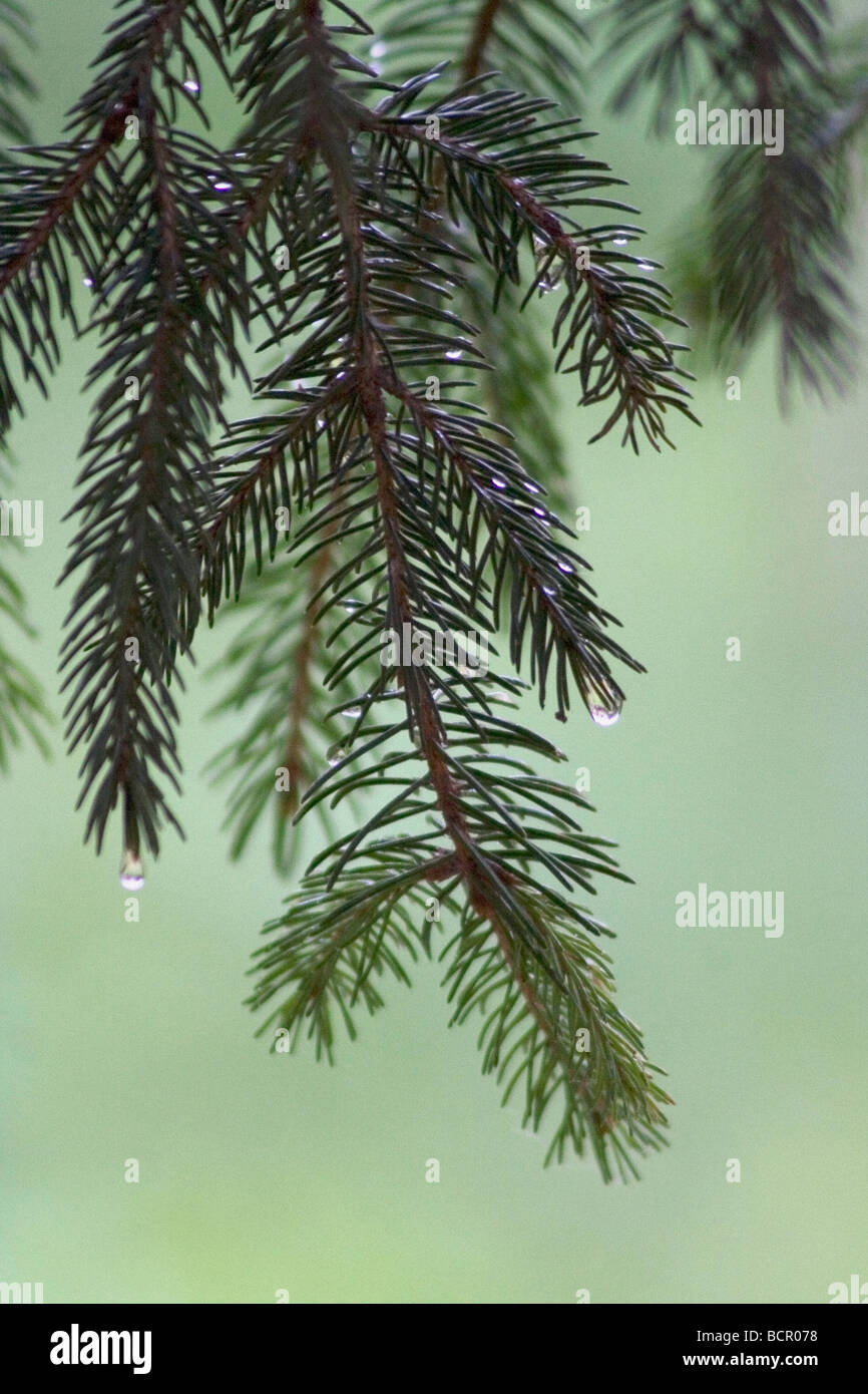Pinus / Picea Pine / Fir / Spruce - variety not identified Stock Photo ...