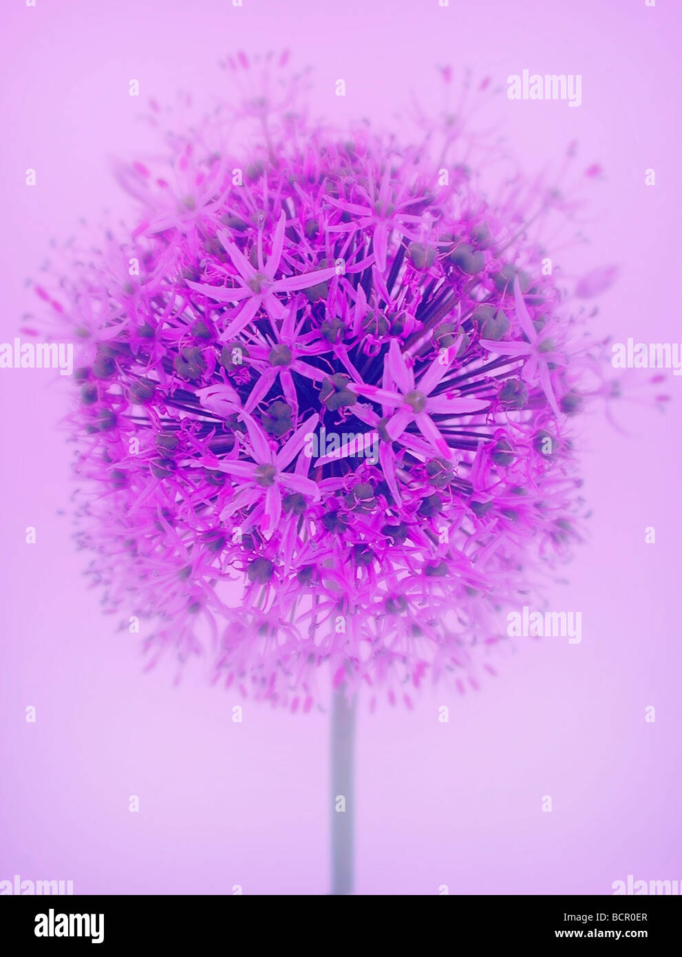 Allium aflatunense allium aflatunense hi-res stock photography and ...