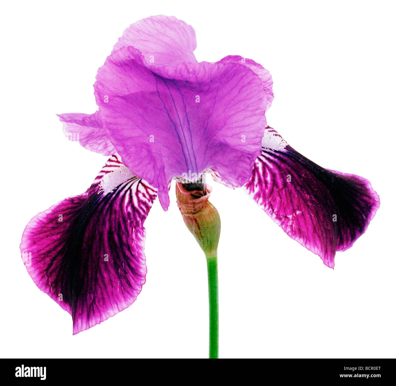 Iris 'magic man', Iris Stock Photo - Alamy