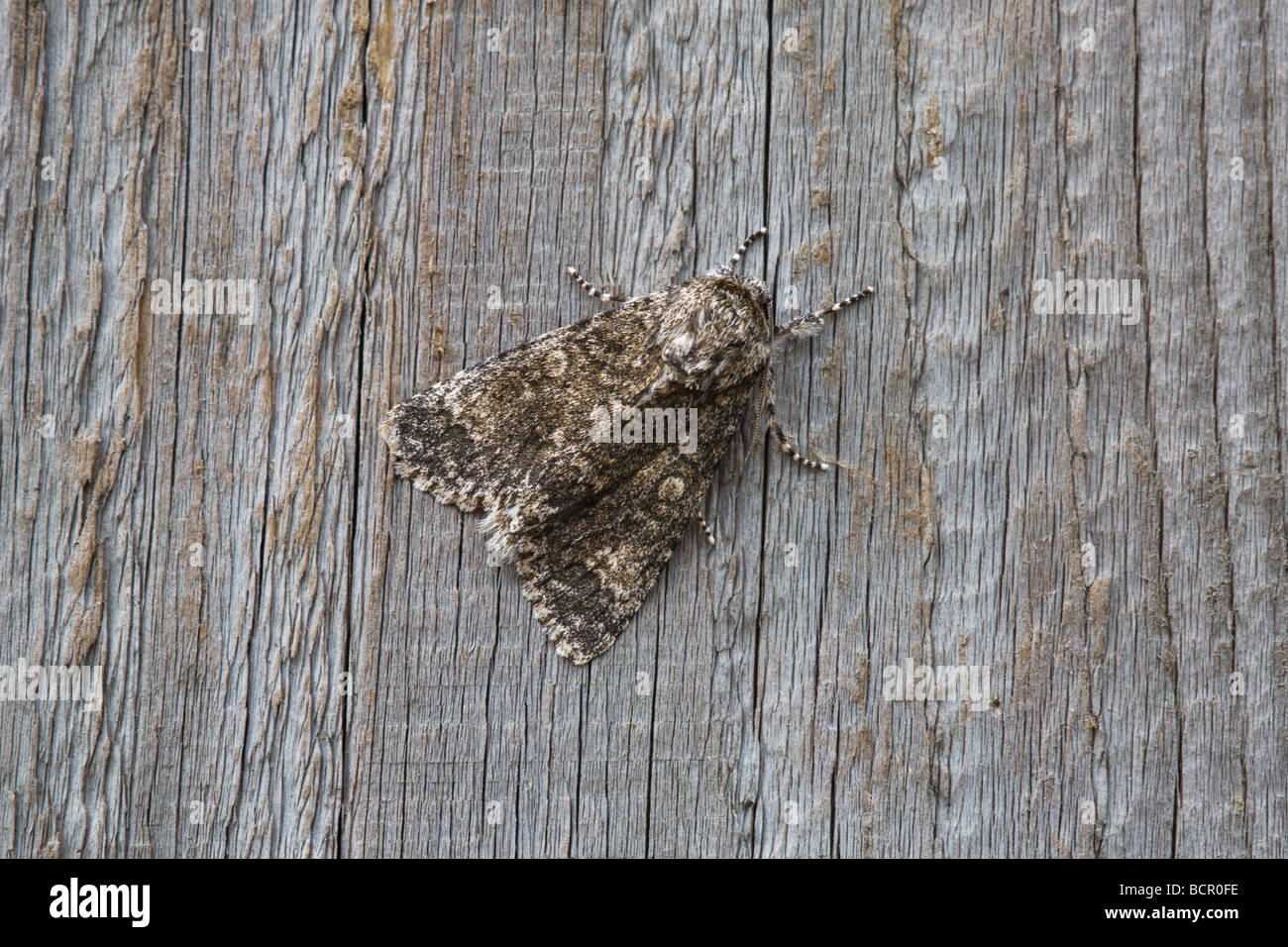 Moth species at resy on a wooden door Stock Photo - Alamy
