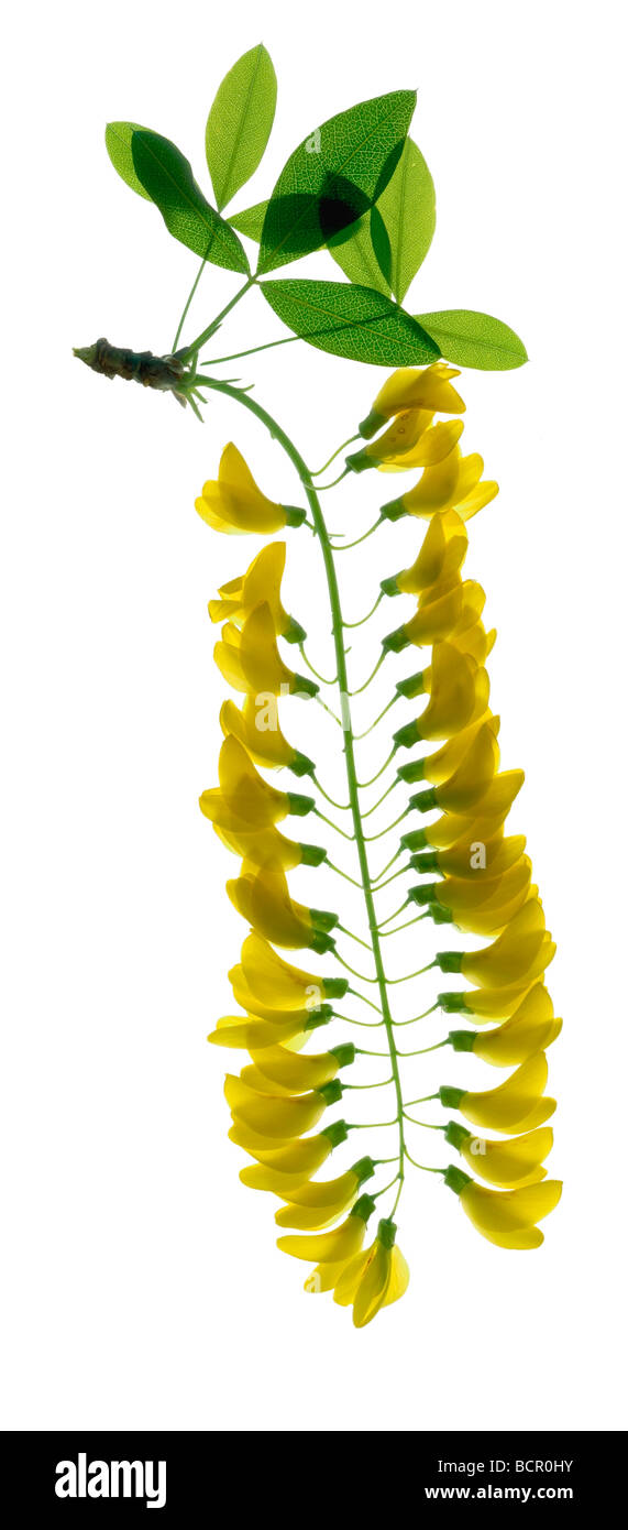 Repetition flower Cut Out Stock Images & Pictures - Alamy