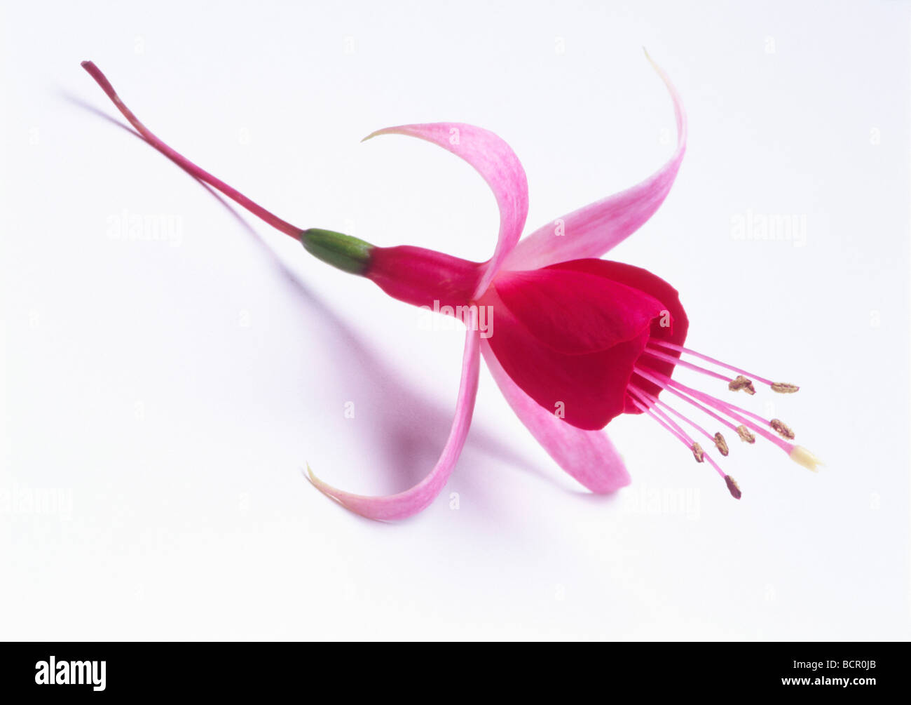 Fuchsia flower rich bloom hi-res stock photography and images - Alamy