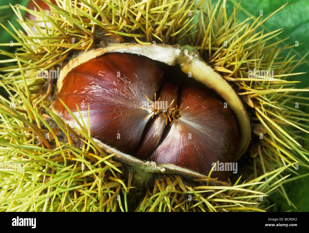 Chestnut up hi-res stock photography and images - Alamy