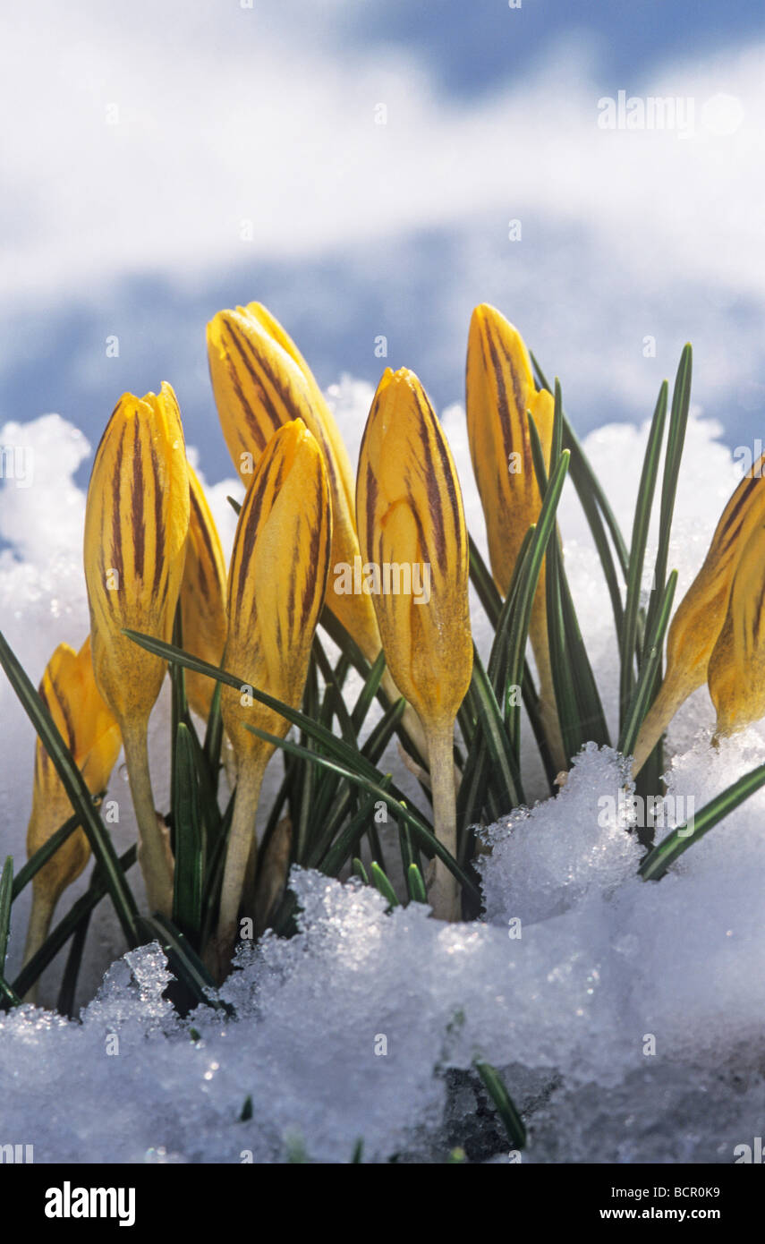 Crocus chrysanthus, Crocus Stock Photo - Alamy