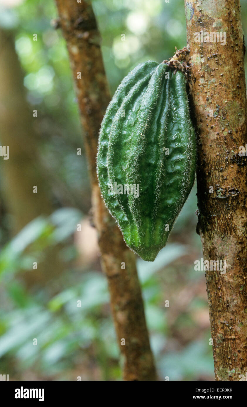 Theobroma cacao, Cocoa bean Stock Photo - Alamy