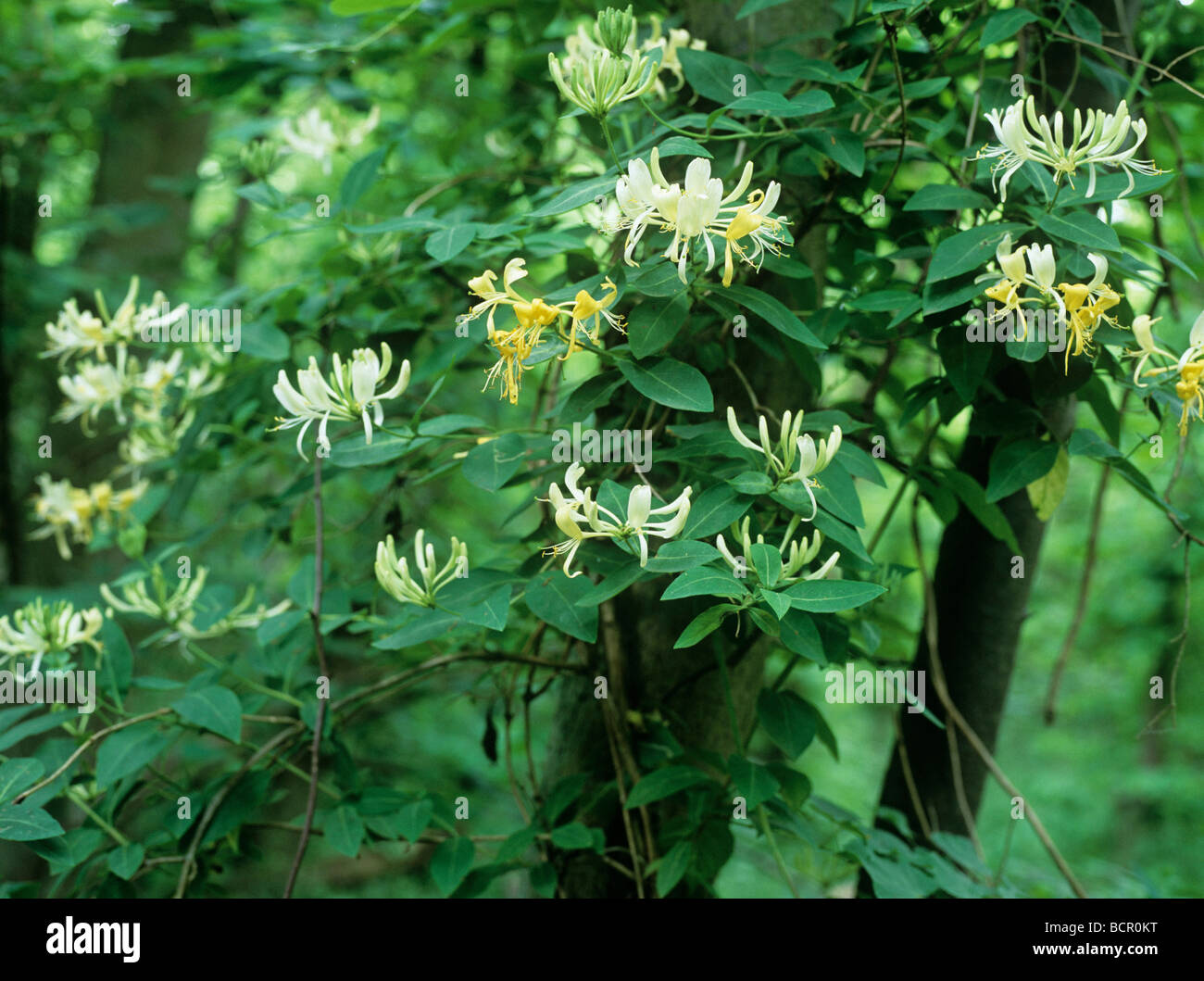 Honeysuckle edible hi-res stock photography and images - Alamy