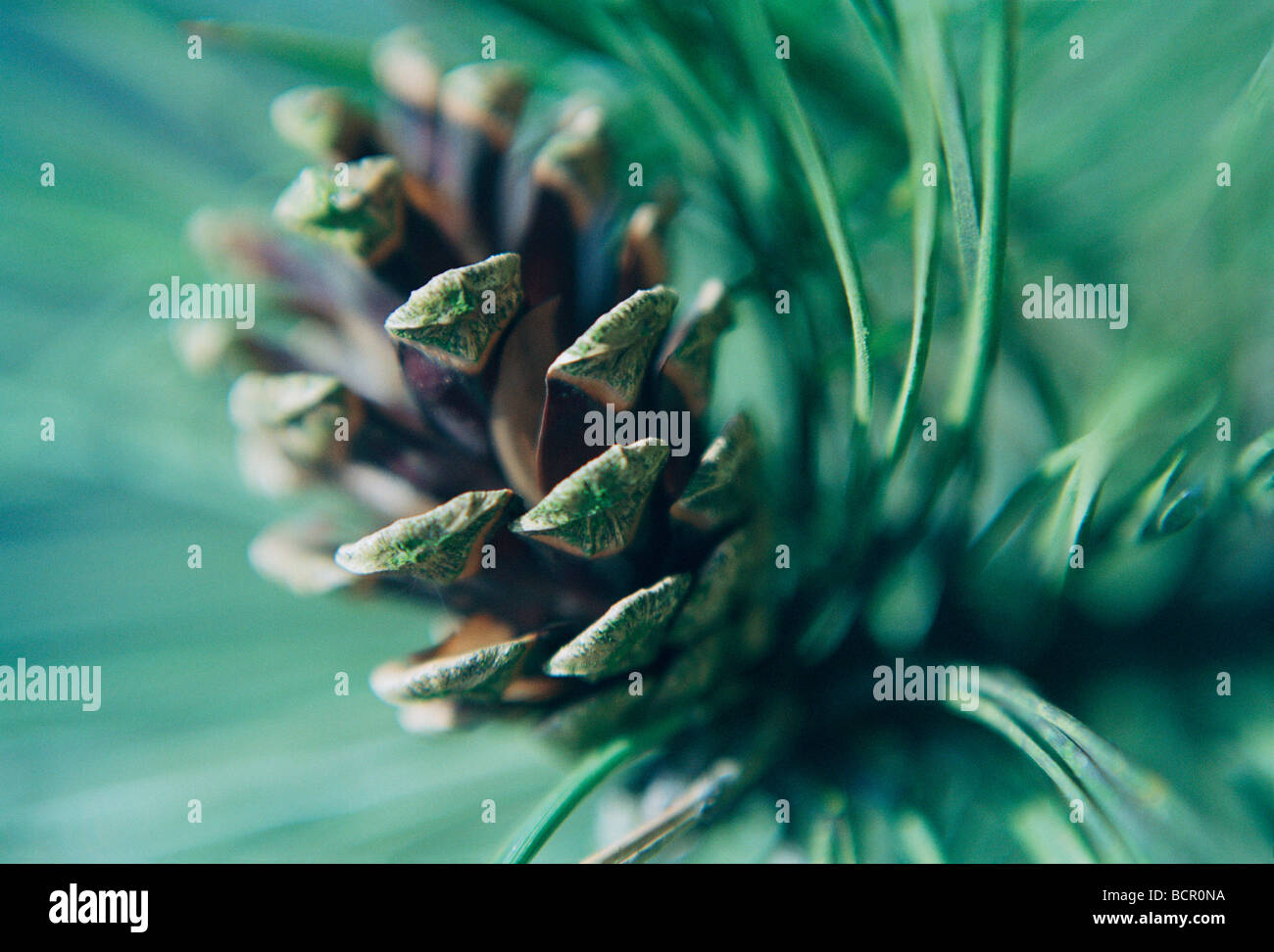 Pinus, Abies, Pine Stock Photo - Alamy