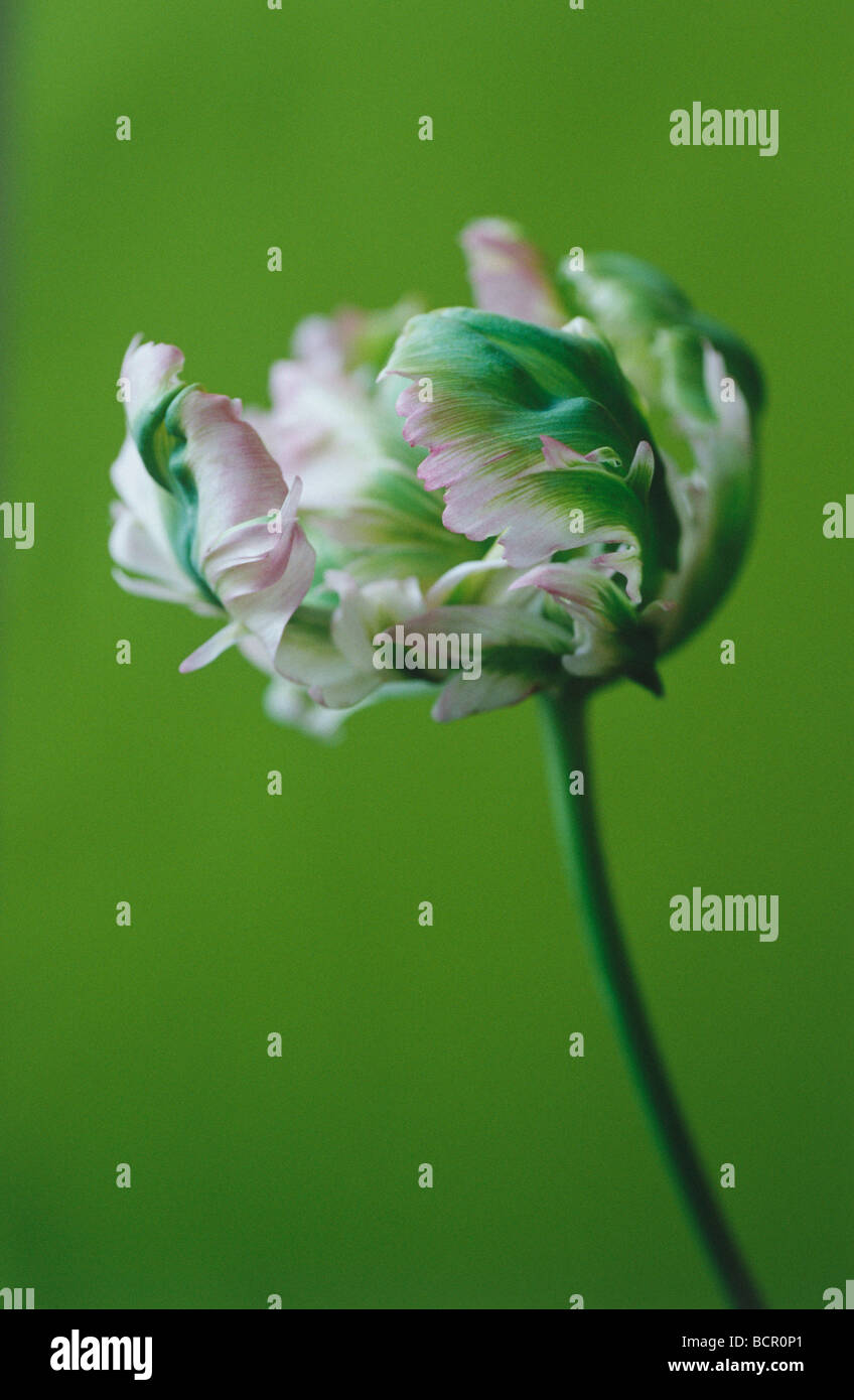 Tulipa 'Greenwave', Tulip, Parrot tulip Stock Photo - Alamy